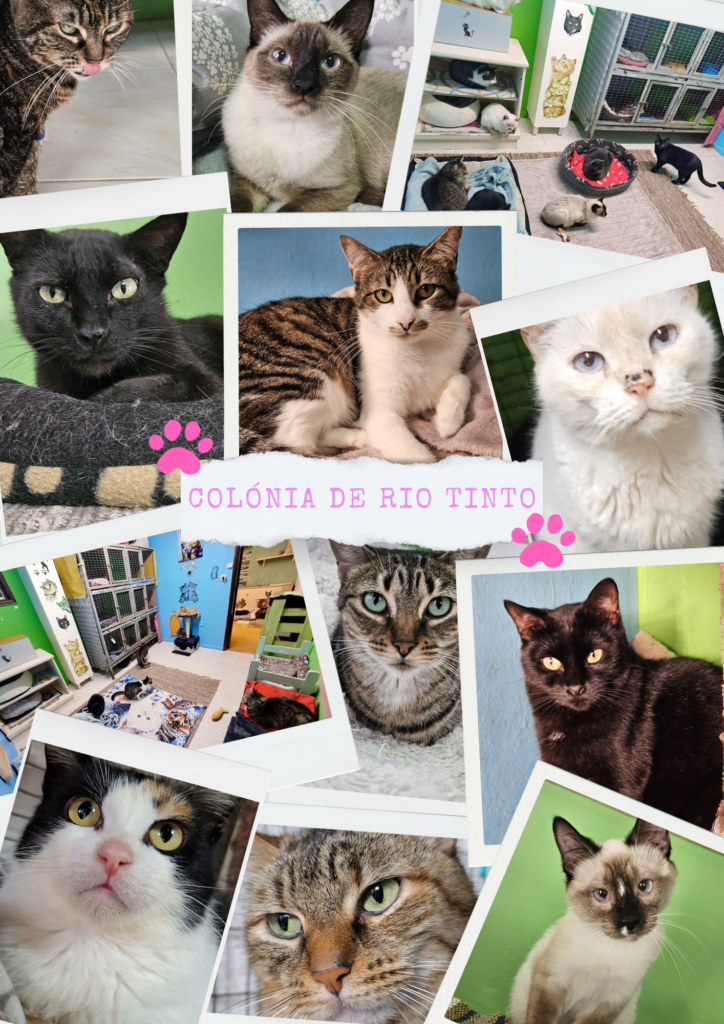 Anjos com Patas - Loja Solidária da Colónia de Rio Tinto